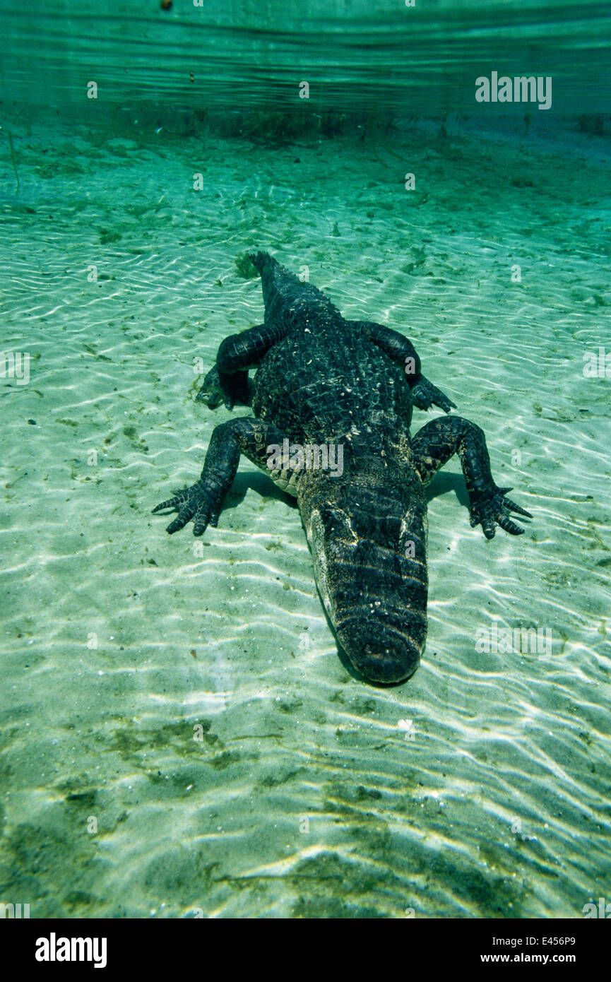 American alligator underwater (alligator mississippiensis) Florida ...