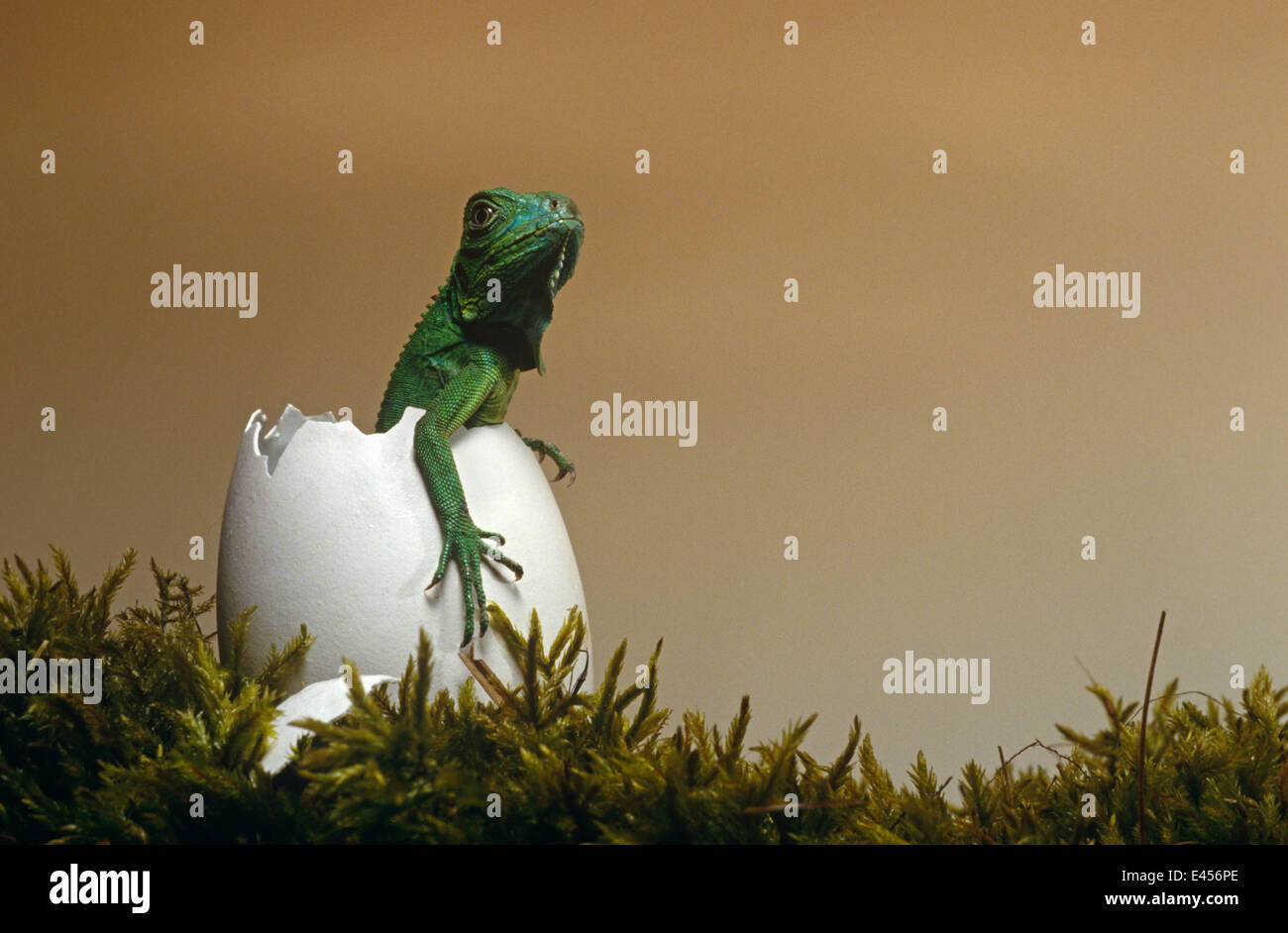 Iguana Egg High Resolution Stock Photography and Images - Alamy