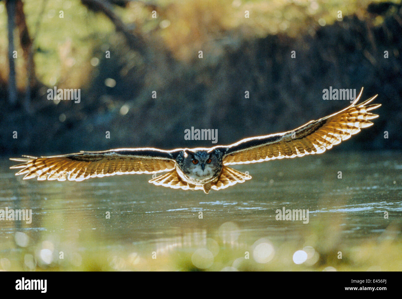 Eagle owl flying low over water (Bubo bubo) Germany Stock Photo - Alamy
