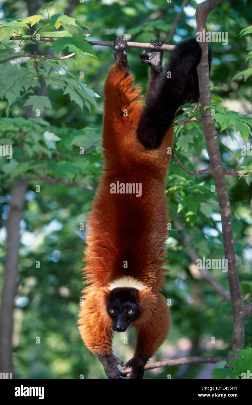 Red Ruffed Lemur In Tree