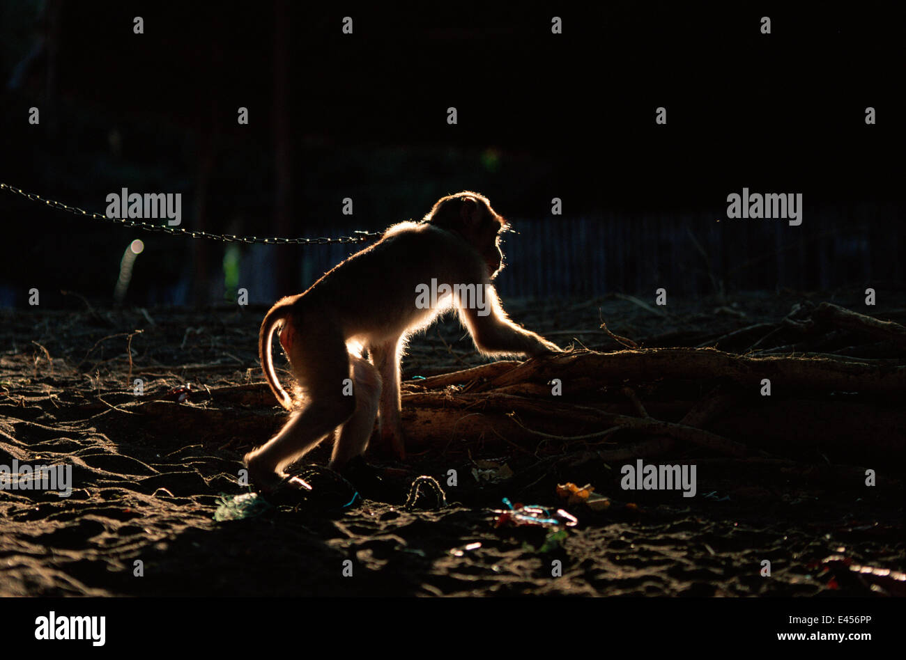 Pigtail macaque (Macaca nemestrina) chained as pet. Indonesia Imported ...