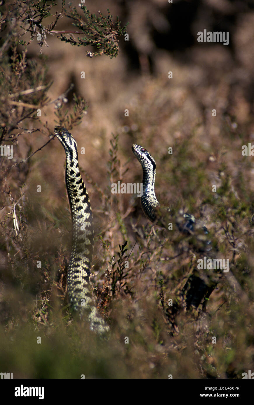 Male Adders 'dancing' in rivalry at beginning of breeding season ...