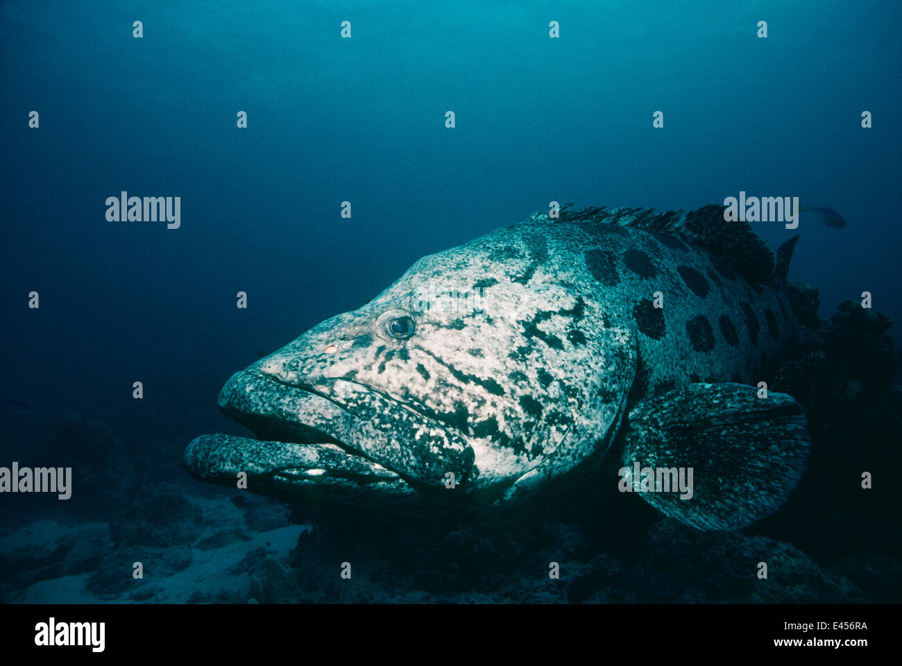 Potato grouper (Epinephelus tukula) Great Barrier Reef, Australia Stock ...