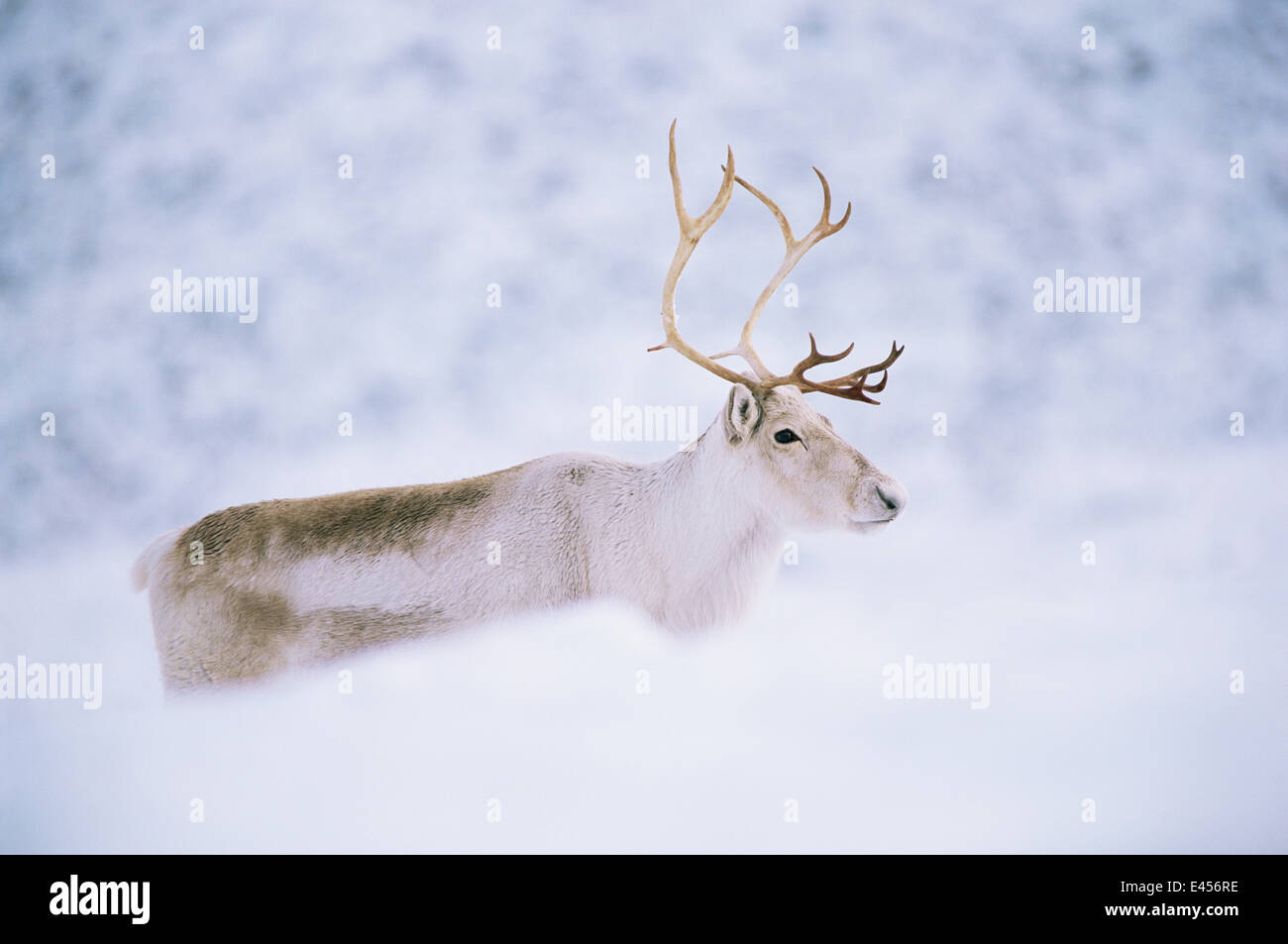 Female caribou hi-res stock photography and images - Alamy