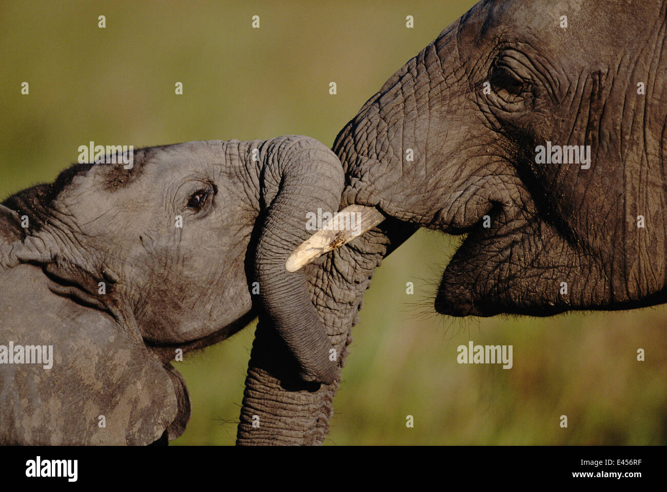 African elephant trunks touching hi-res stock photography and images ...