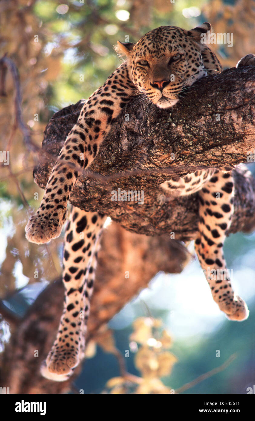Leopards sleeping in tree hi-res stock photography and images - Alamy