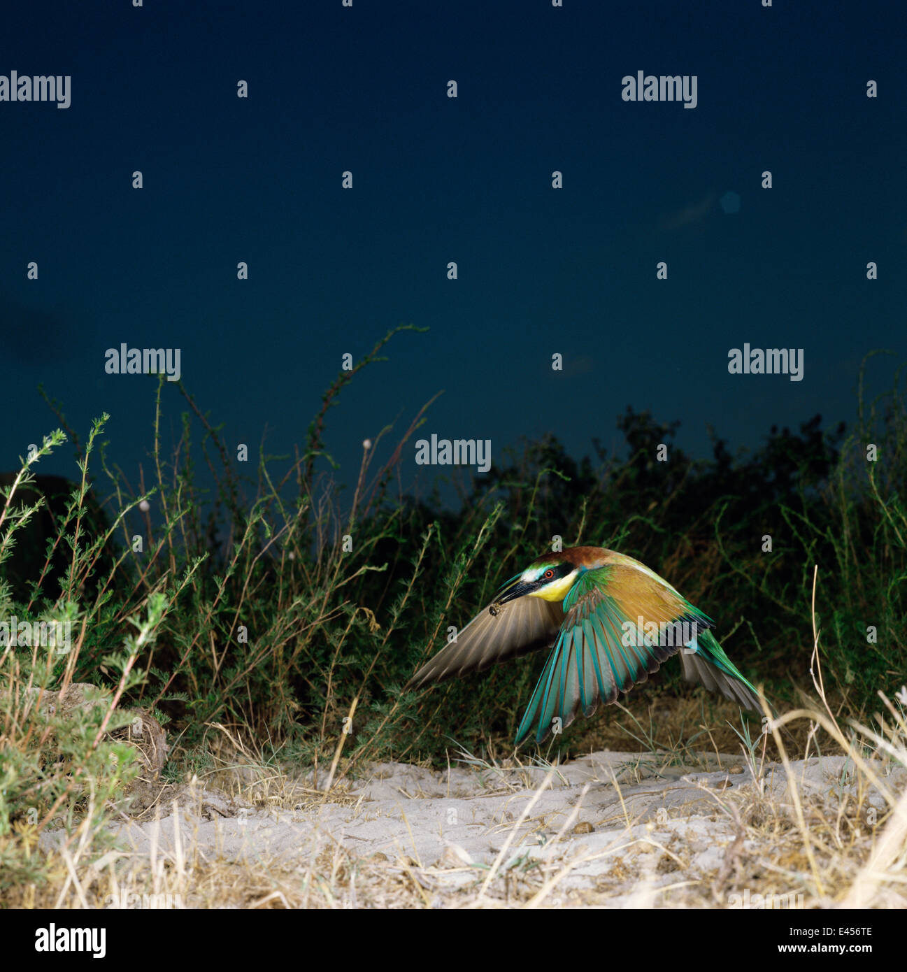 European bee eater catching insect prey in flight (Merops apiaster ...