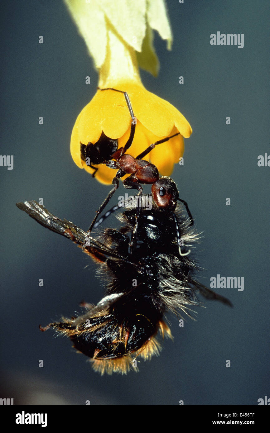 Ant bee hi-res stock photography and images - Alamy