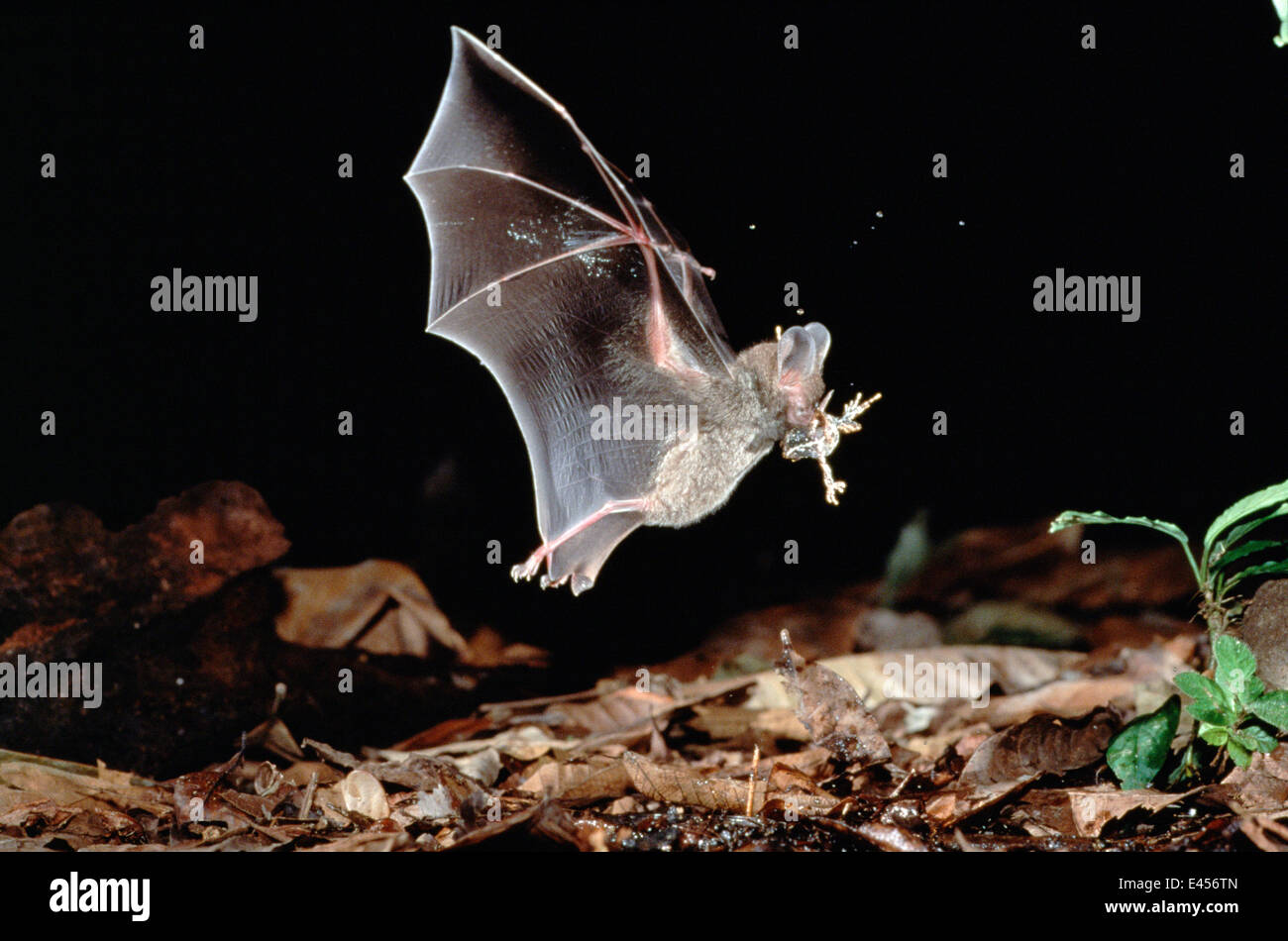 Trachiops hi-res stock photography and images - Alamy