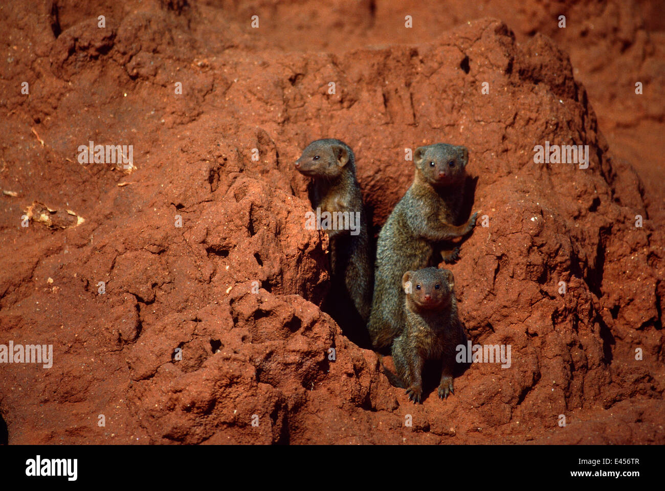 Dwarf mongoose {Helogale parvula} group at burrow in termite mound ...