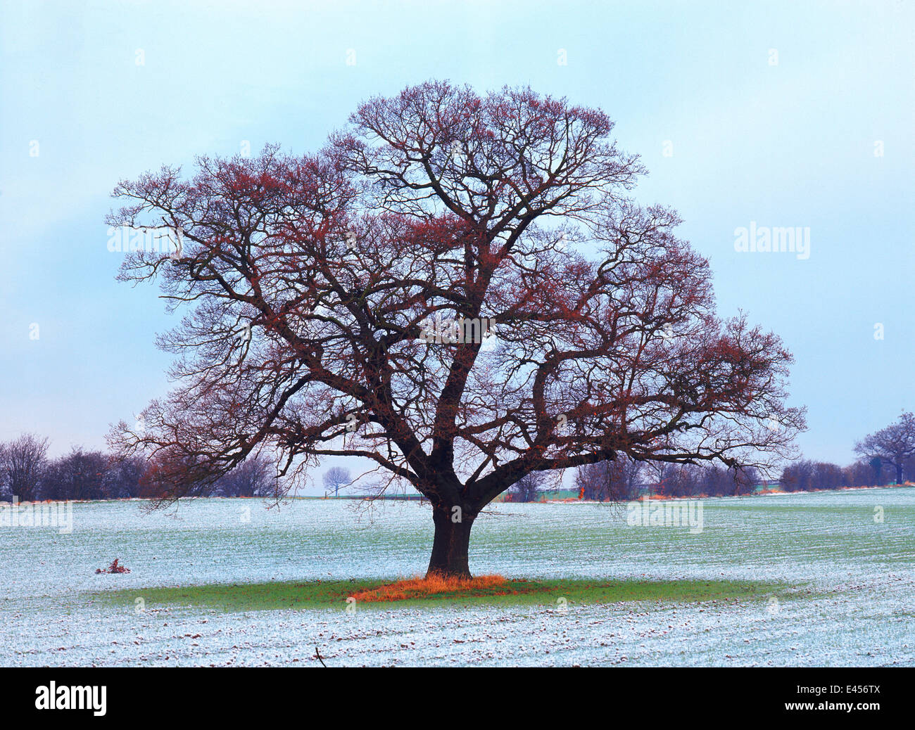 English oak tree (Quercus robur) in field (January) Derbyshire, UK ...