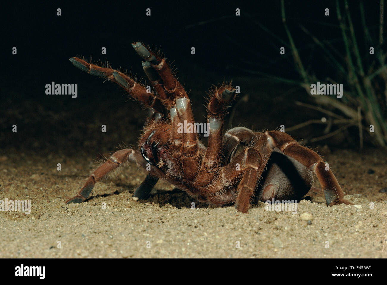 King baboon spider in defensive posture, Tsavo NP, Kenya Stock Photo ...