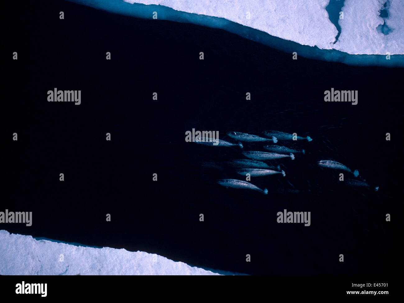 Aerial view of Narwhal group migrating {Monodon monoceros} Lancaster ...