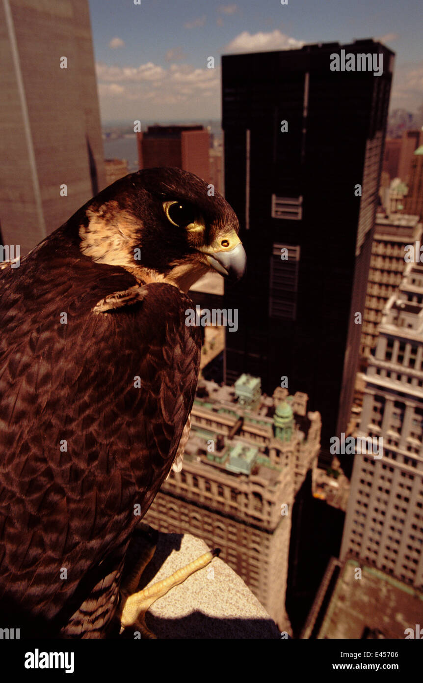 American peregrine falcon hi-res stock photography and images - Alamy