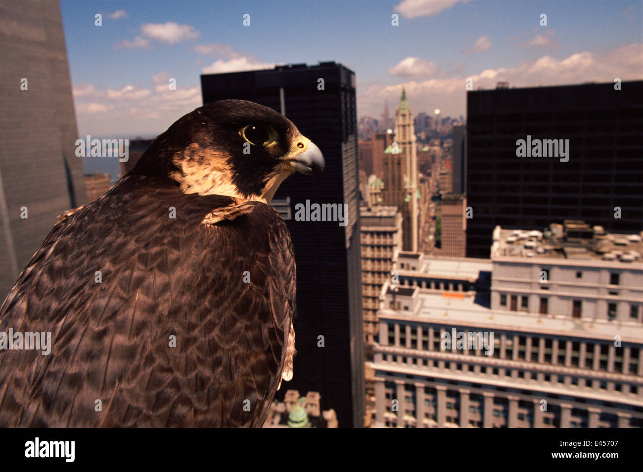 Peregrine falcon {Falco peregrinus} in Manhatton New York, USA Stock ...
