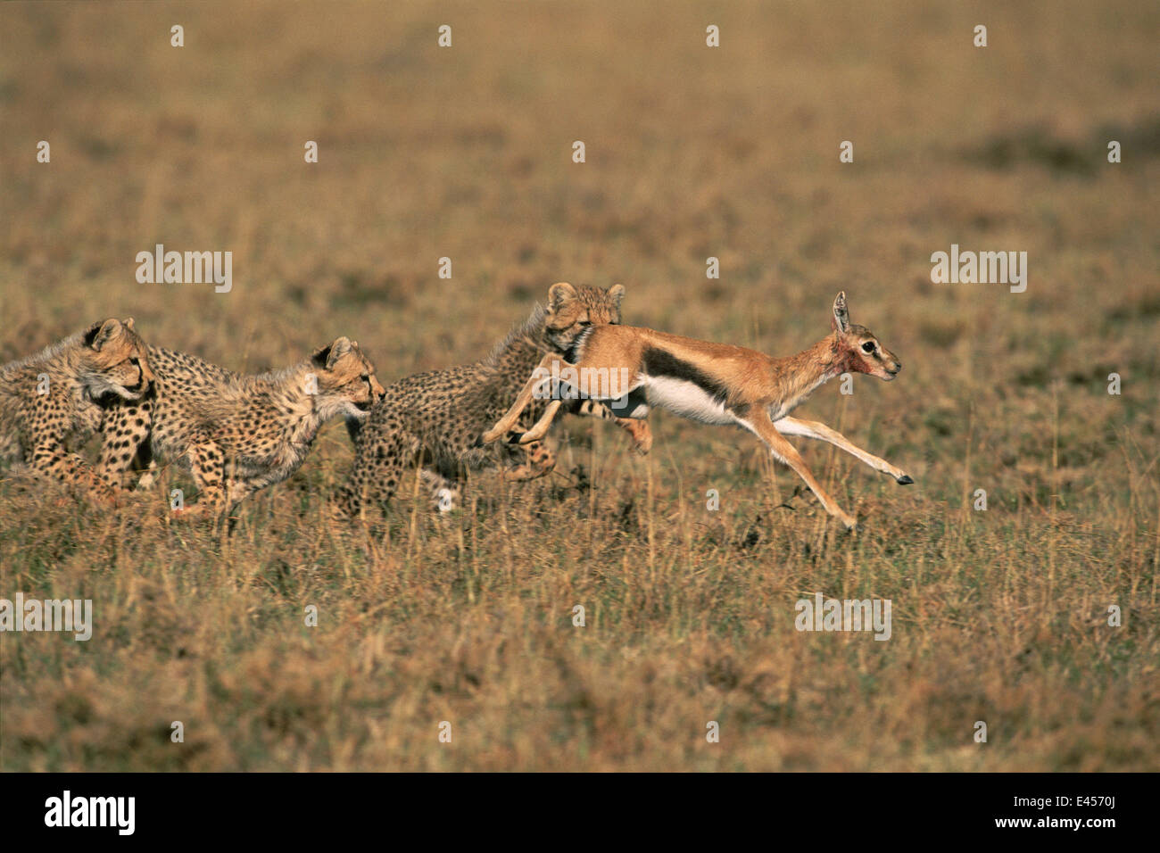 Cheetah catching thomson's gazelle hi-res stock photography and images ...