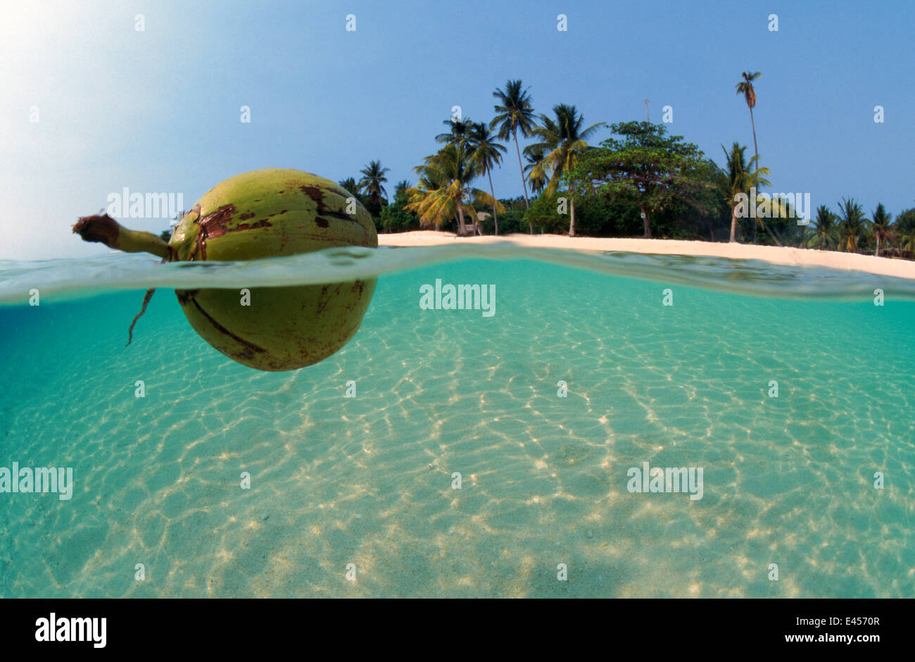 Water seed dispersal hi-res stock photography and images - Alamy