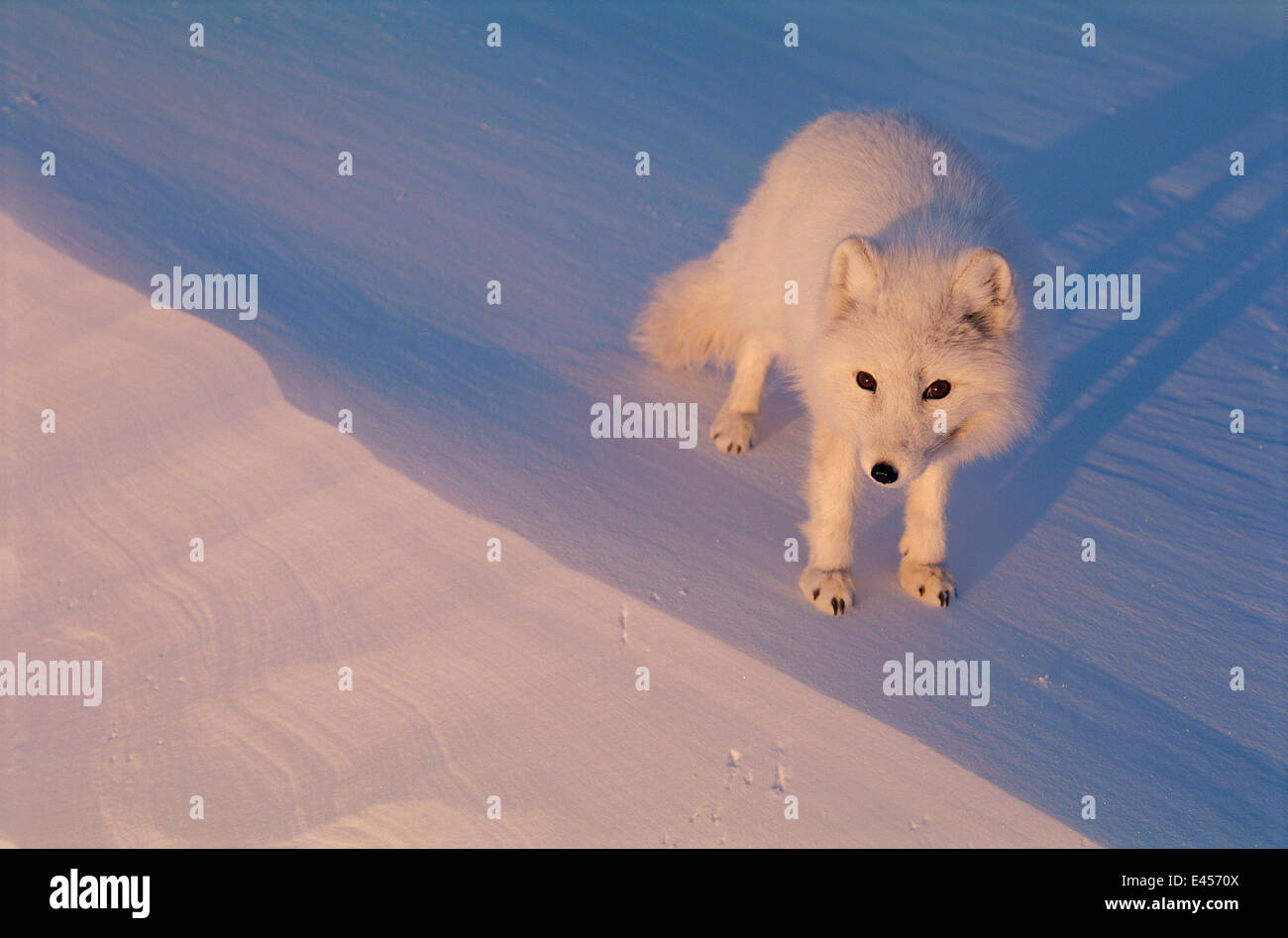 North american artic fox animal hi-res stock photography and images - Alamy
