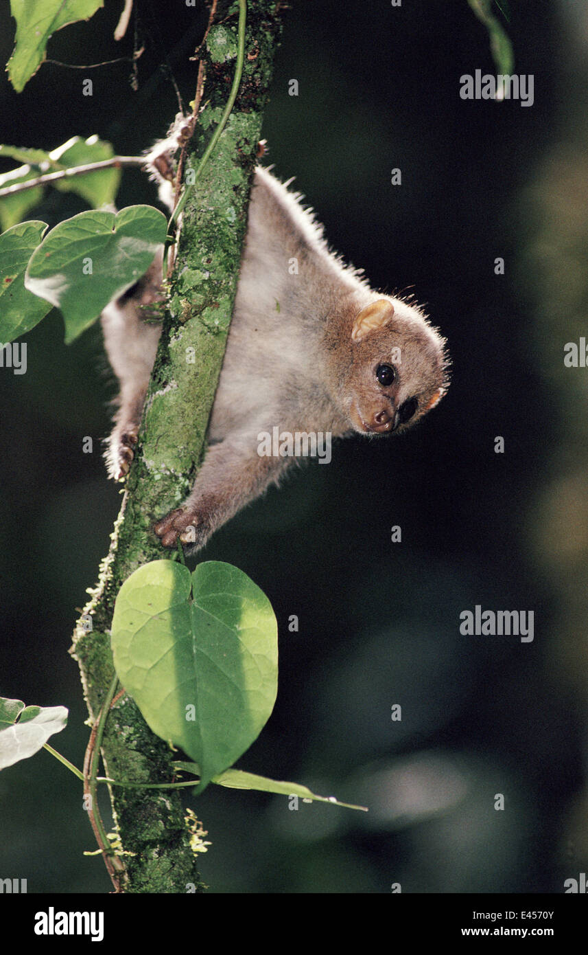 Potto on tree, Epulu, Ituri Rainforest Reserve Dem. Rep. of Congo ...