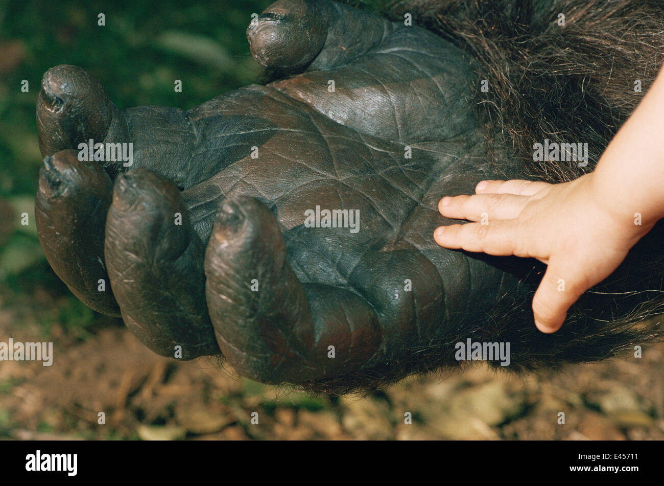 Gorilla Hand Compared To Human Hand