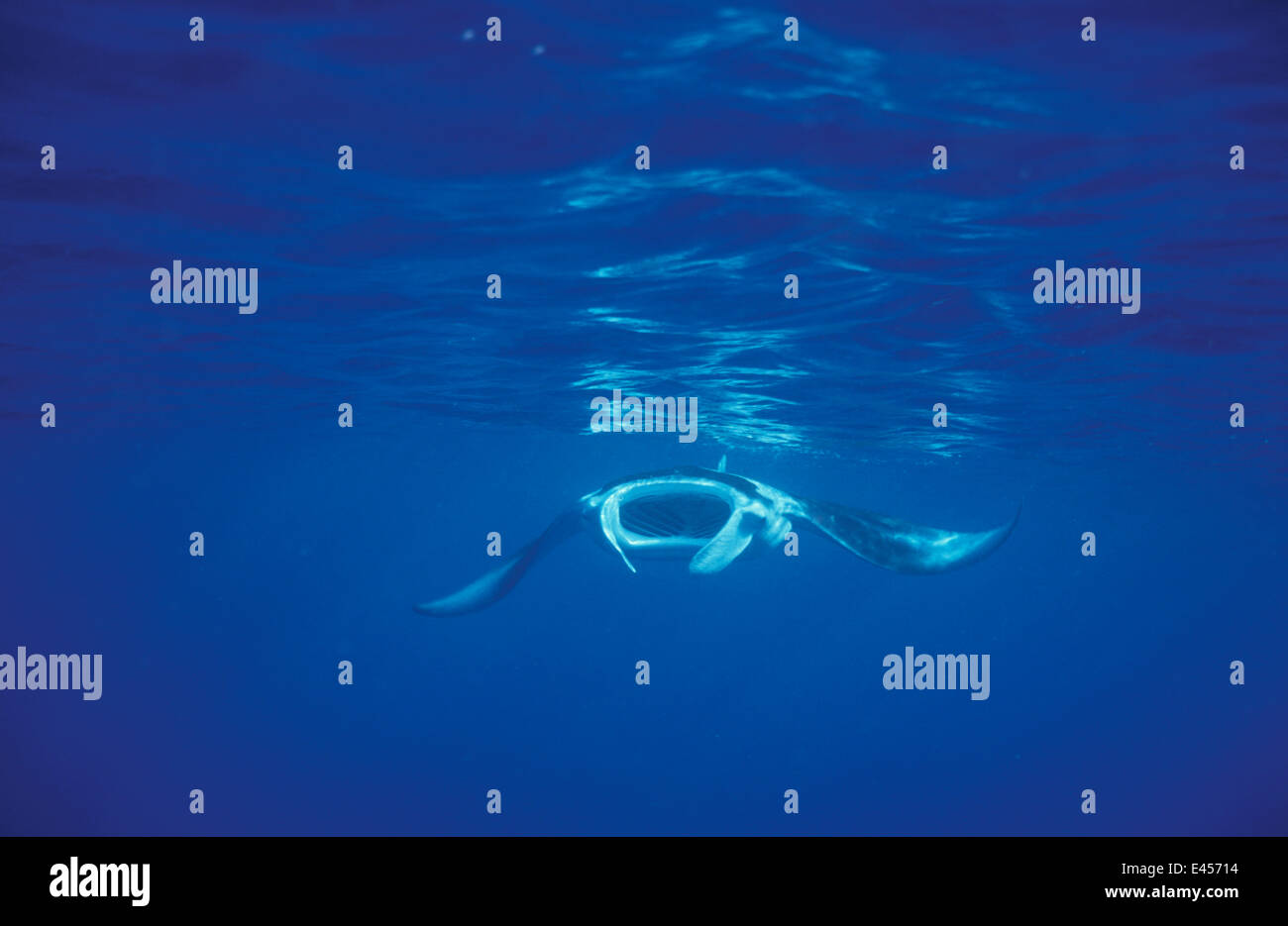 Pacific manta ray feeding {Manta alfredi} Yap, Micronesia Stock Photo ...