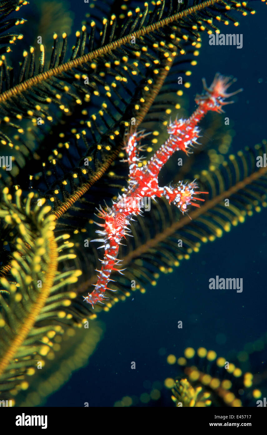 Ornate ghost pipefish in Featherstar. Sulawesi, Indonesia Stock Photo ...