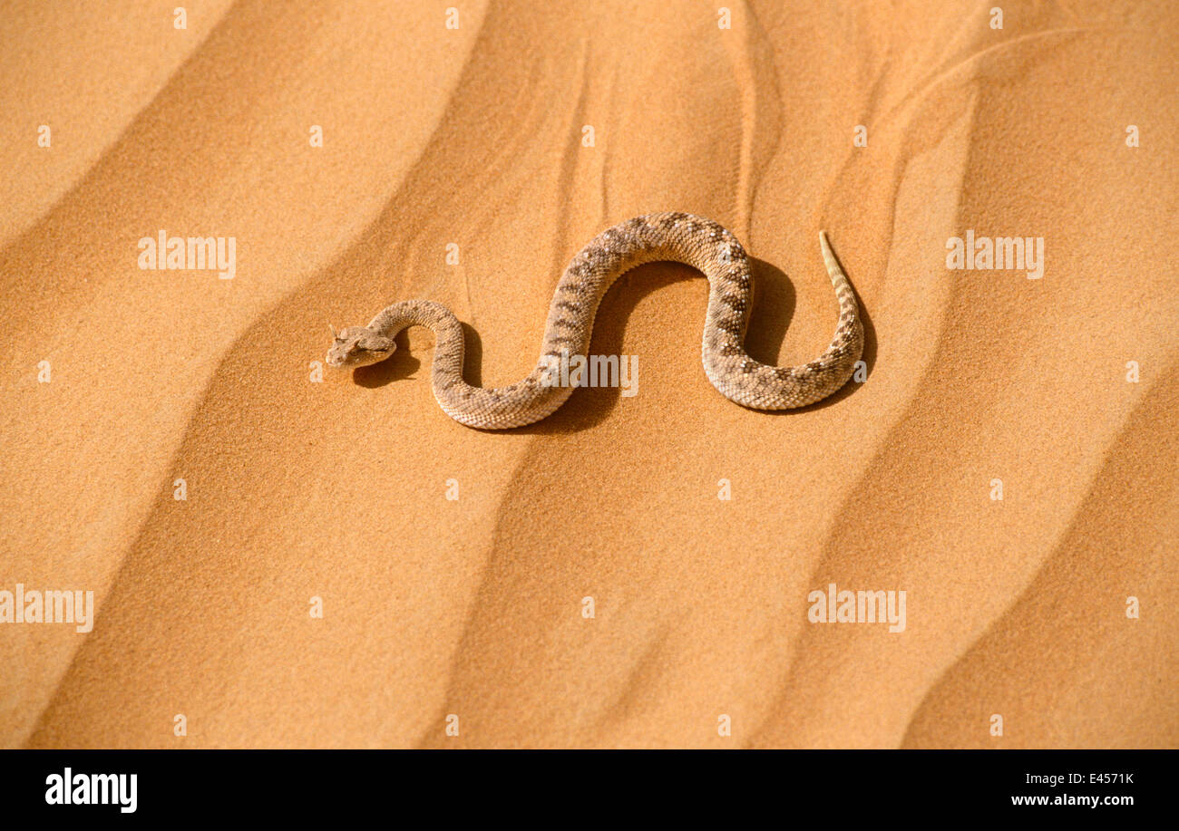 Snakes across hi-res stock photography and images - Alamy