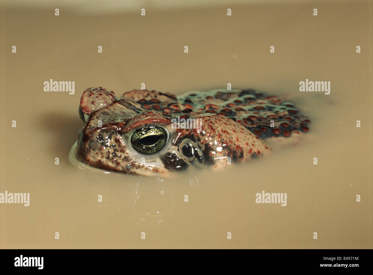 Italy amphibian amphibians toads animal animals horizontal hi-res stock ...