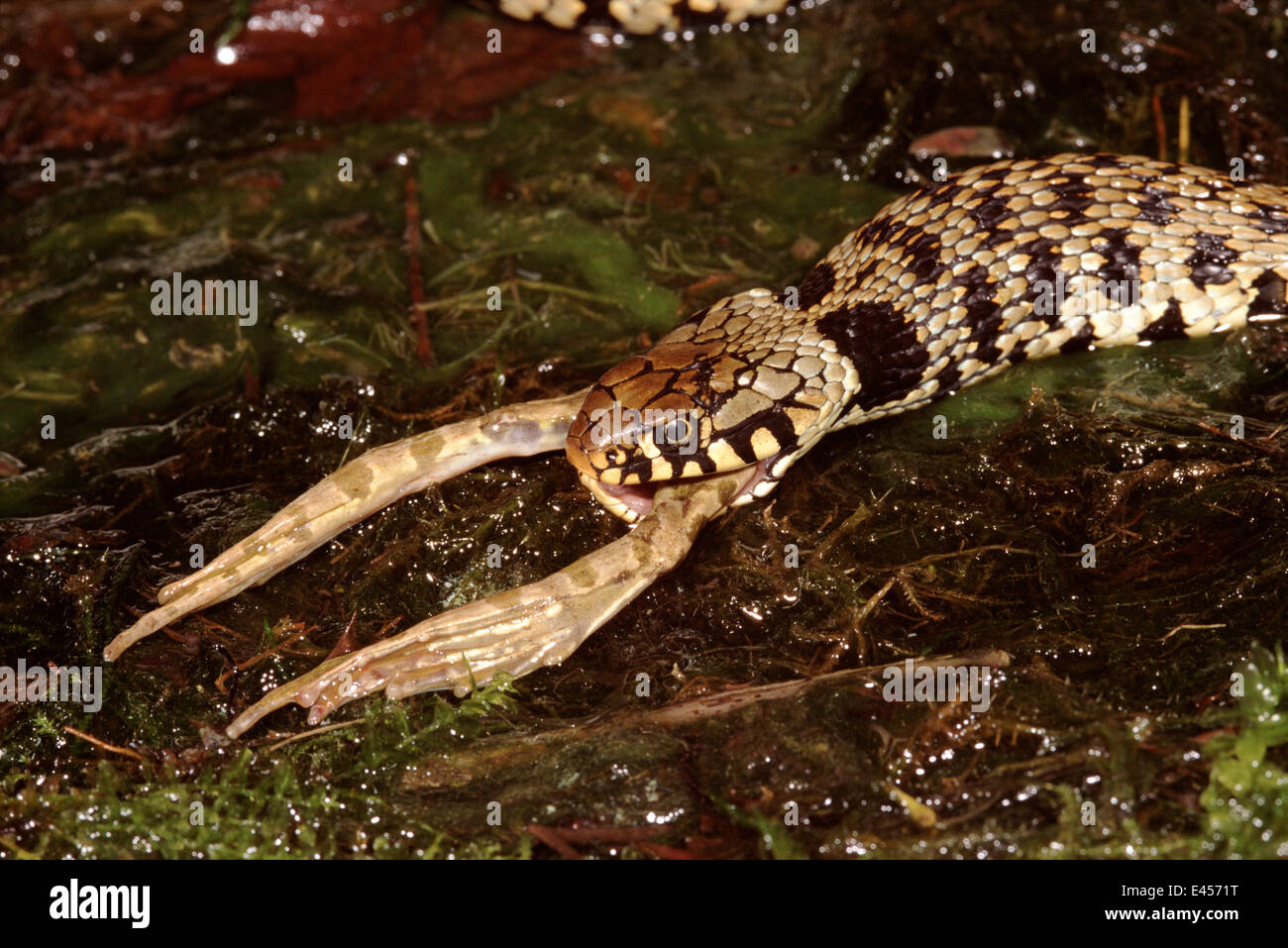 Italy Snake High Resolution Stock Photography and Images - Alamy