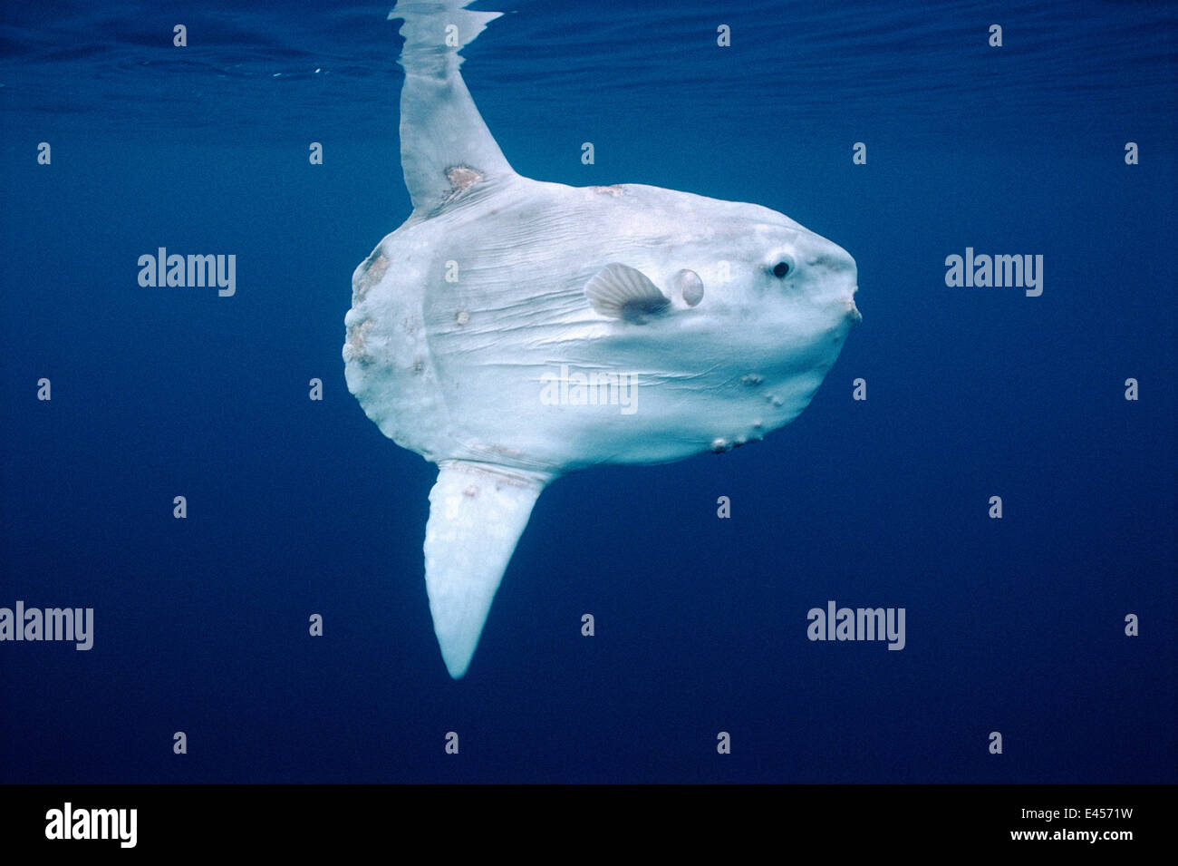 Vancouverhorizontal hi-res stock photography and images - Alamy