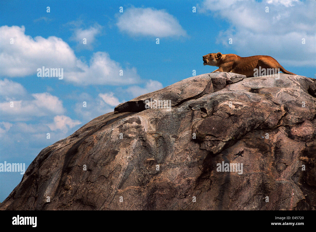 Lion grunting hi-res stock photography and images - Alamy