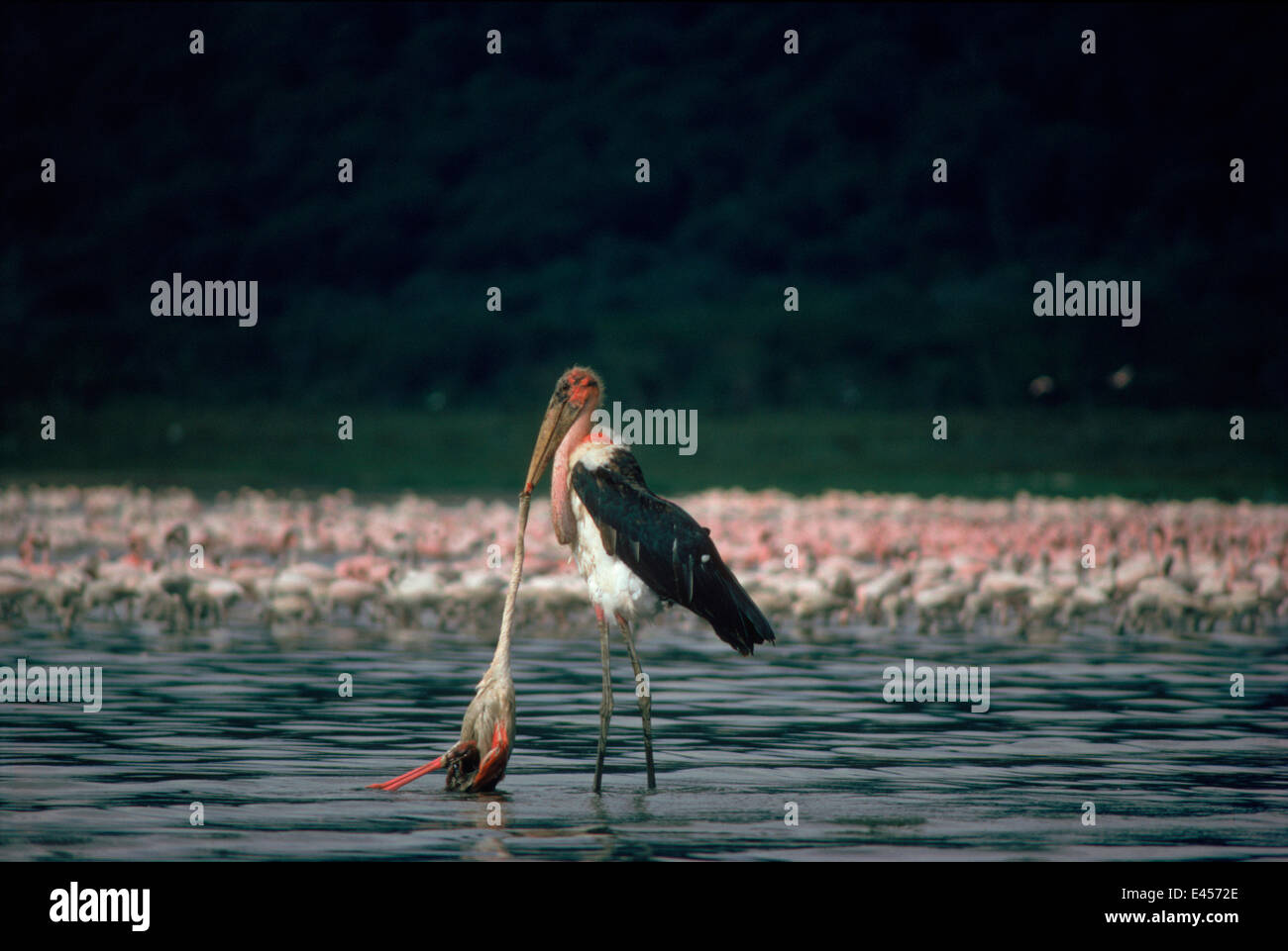 Marabou stork (Leptoptilos crumeniferus) feeding on dead flamingo. Lake ...