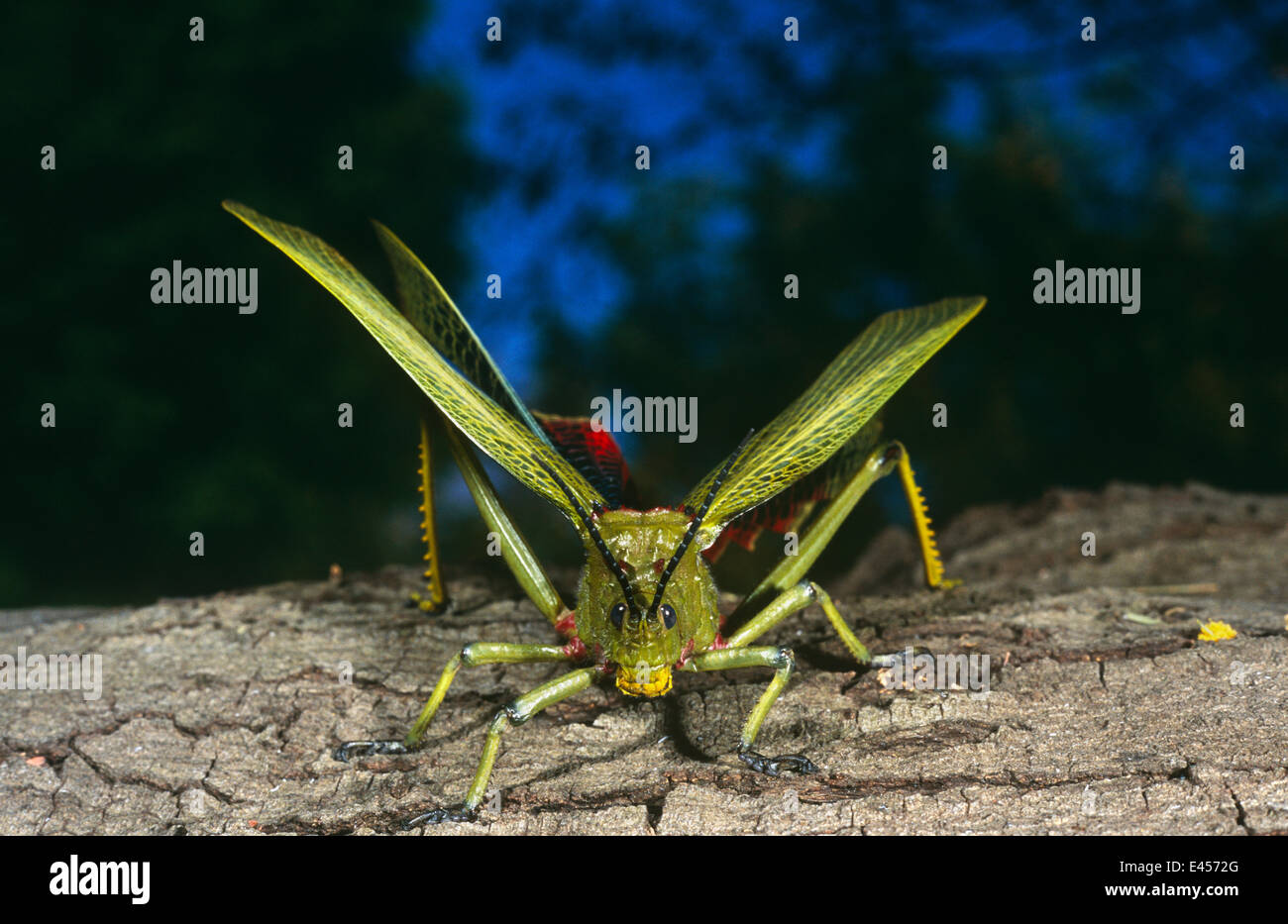 South african locust hi-res stock photography and images - Alamy
