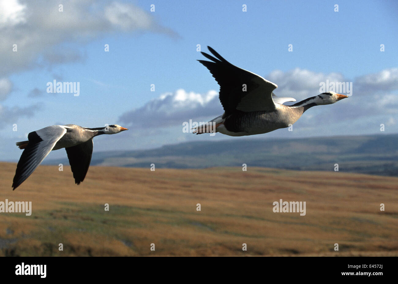 Bar headed geese flying {Anser indicus} captive, photographed during ...