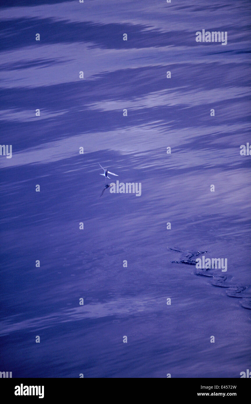 Flying fish flying, Indian Ocean Stock Photo - Alamy