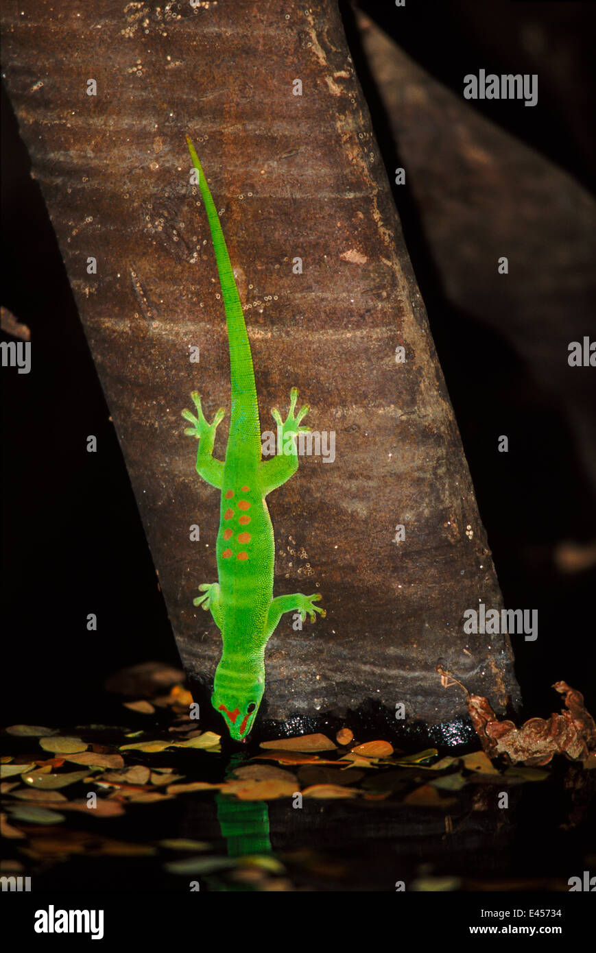 Day gecko drinking, Ankarana NP, Madagascar Stock Photo - Alamy