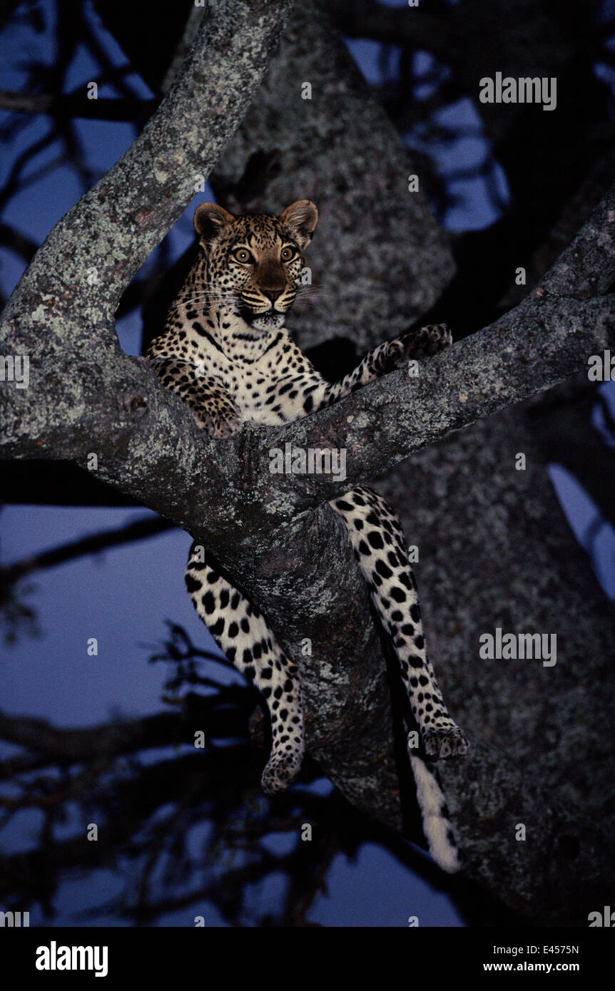Leopard resting in tree at night, Okavango Delta, Botswana, Africa ...