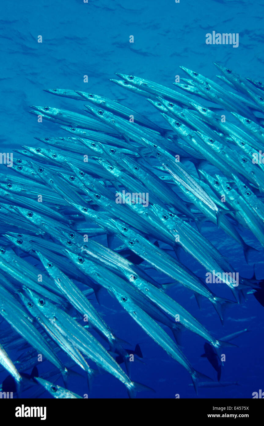 Chevron barracuda fish schooling, Yap, Micronesia Stock Photo - Alamy