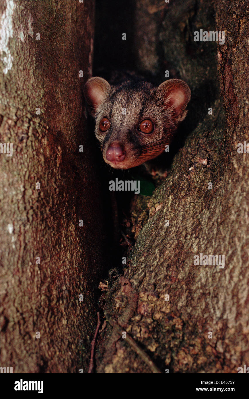 African palm civet (Nandinia binotata). Ituri reserve, Epulu, DR Congo ...