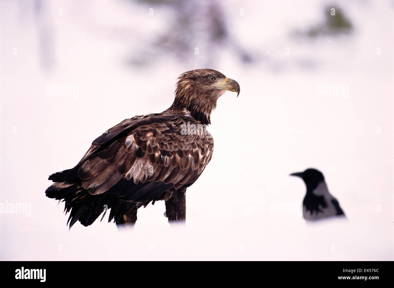 White tailed sea eagle immature bird and Hooded crow. Sor Trondelag ...