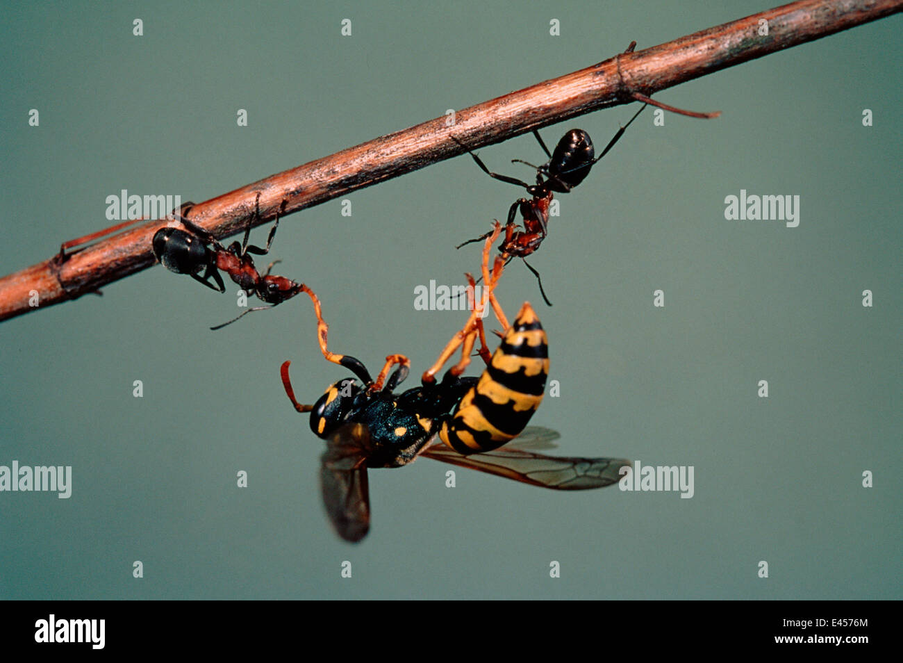 Ants attacking insects hi-res stock photography and images - Alamy