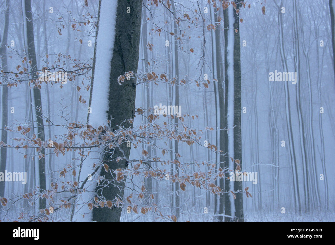 Fagus sylvatica winter hi-res stock photography and images - Alamy