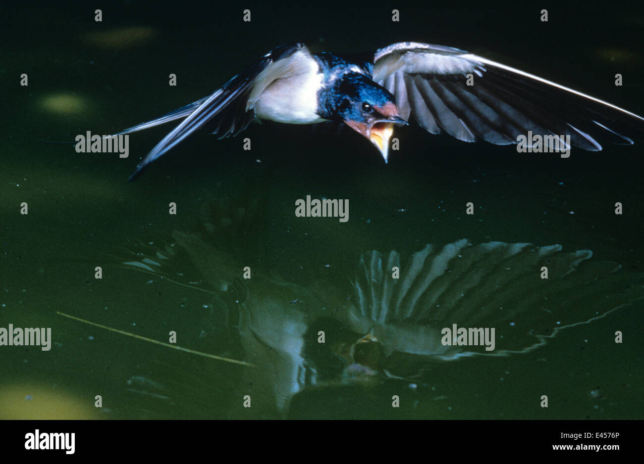 Barn swallow {Hirundo rustica} flying over water with mouth open ...