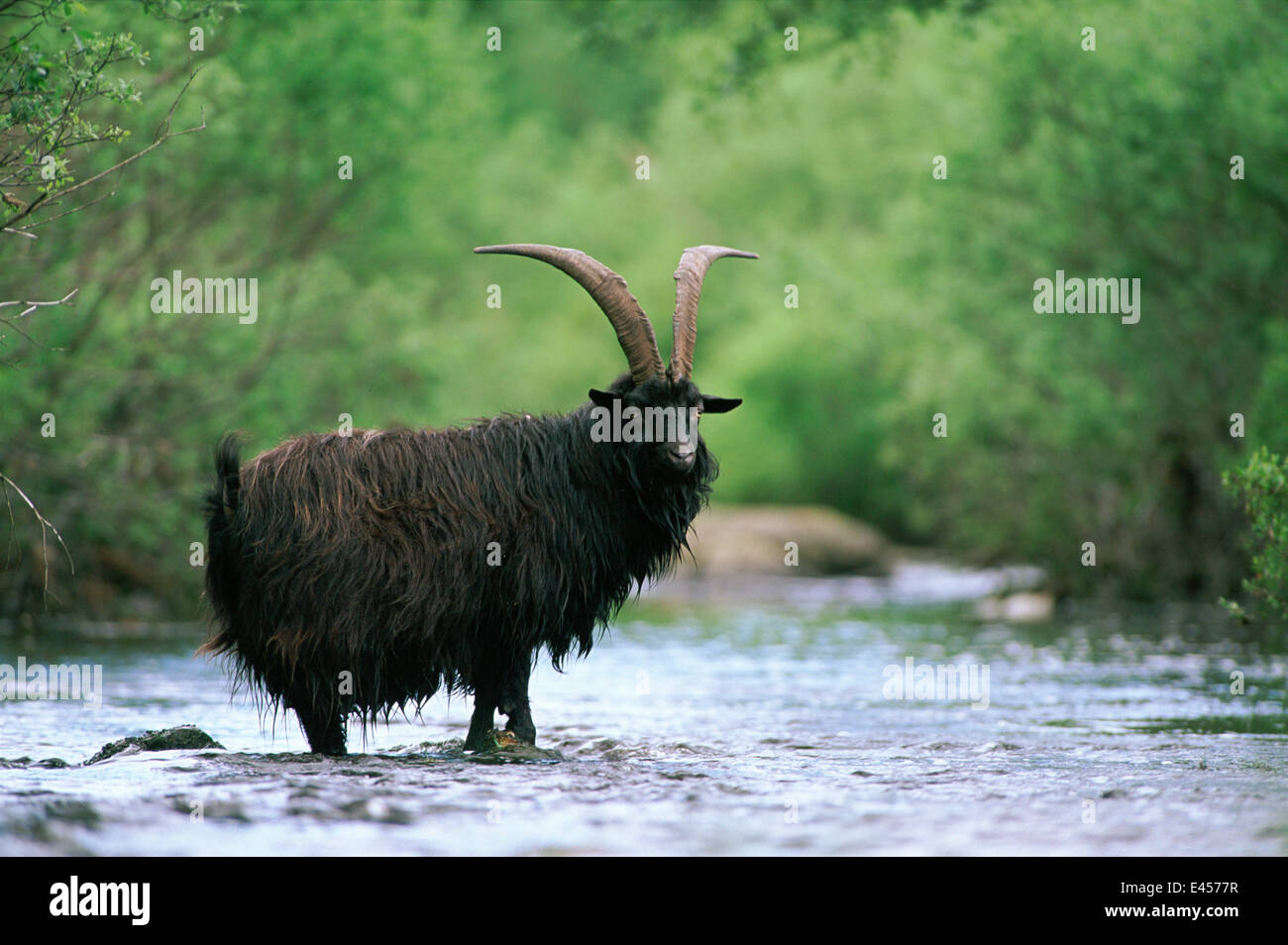 Wild goat {Capra aegagrus} crossing stream, Aberfoyle, Stirlingshire ...