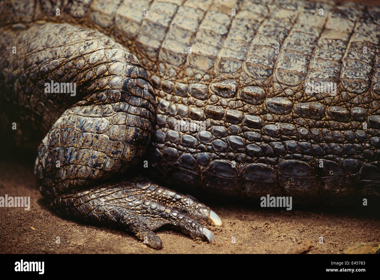Close up of Black caiman leg and foot. {Caiman niger} Manaus, Brazil ...