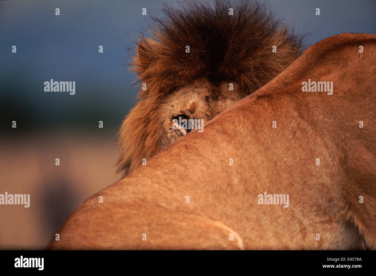 Lion Looking Back High Resolution Stock Photography and Images - Alamy