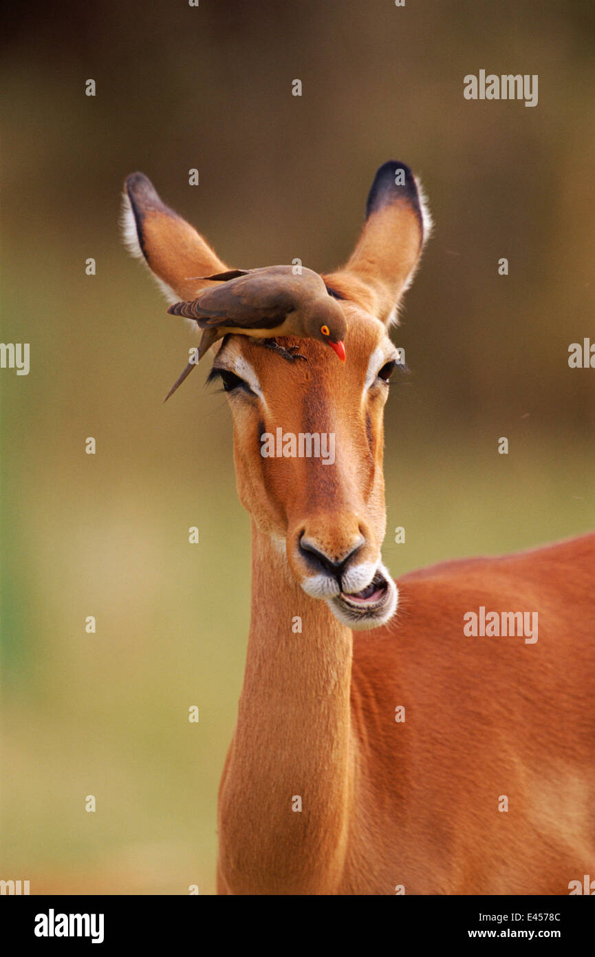 Impala (Aepyceros melampus) with Oxpecker bird hunting for insects ...