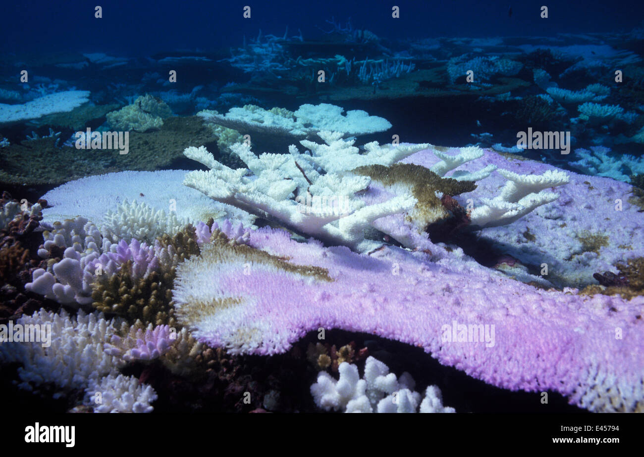 Death of coral reefs hi-res stock photography and images - Alamy
