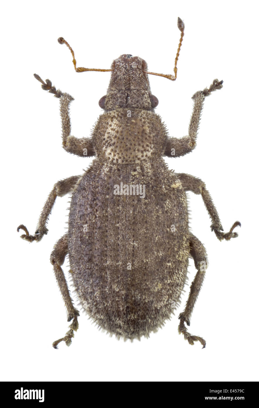 Coleoptera; Curculionidae; Strophosoma cidasense; L: 3mm; Paratype ...