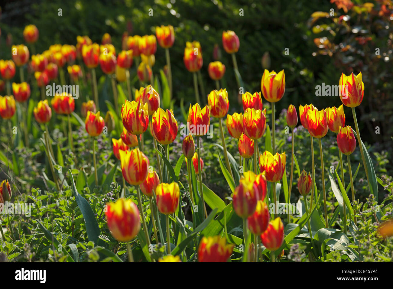 266 red hi-res stock photography and images - Alamy